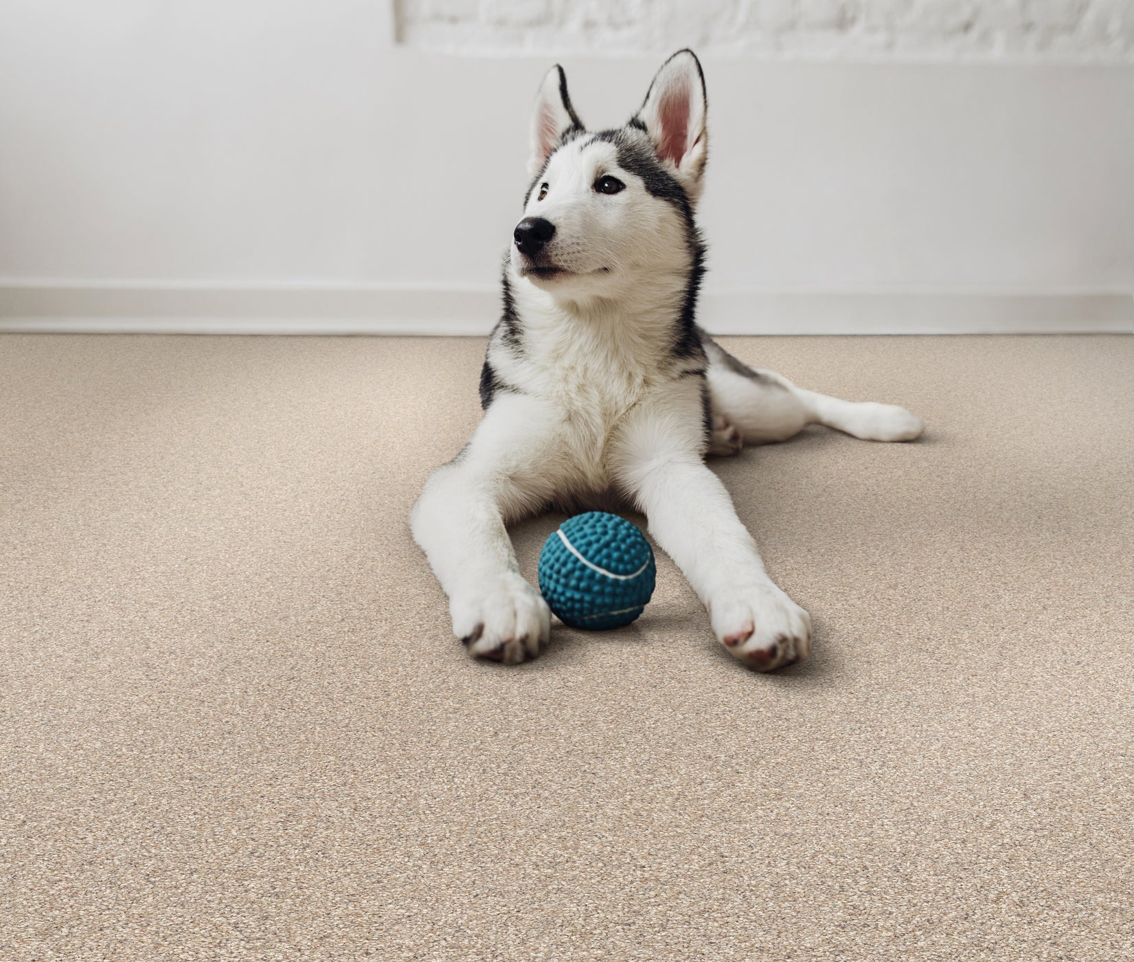 Husky Carpet Flooring | DH Floors