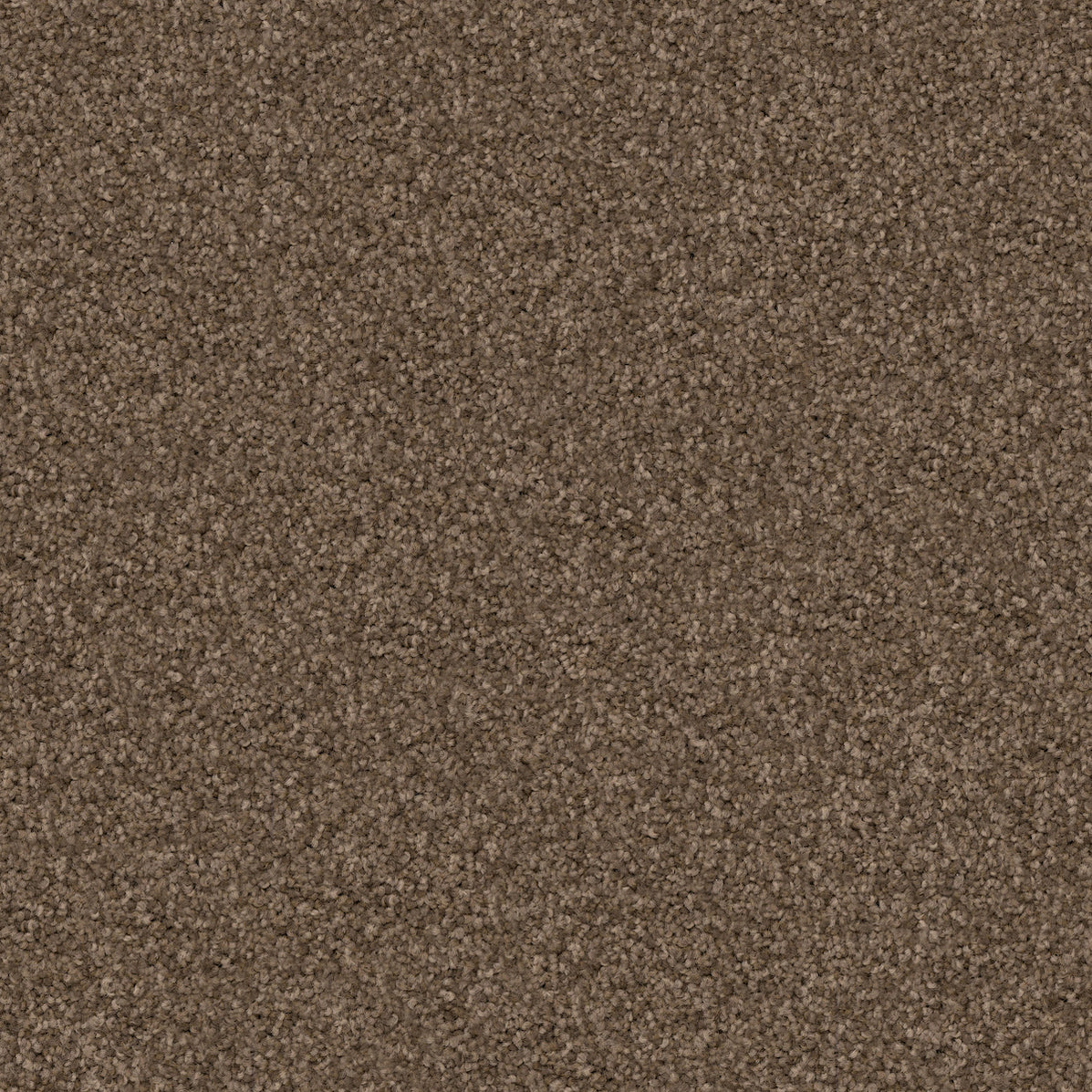 Labrador Carpet Flooring | DH Floors